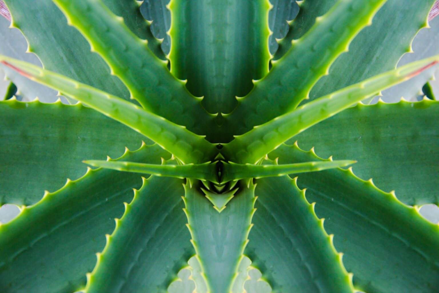 Bienfaits des feuilles de betteraves rouges pour la santé (+7 Recettes)