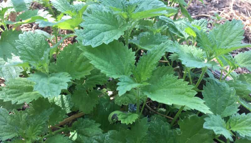 Bienfaits de la racine d’ortie - AloeVera-ginkgo.com