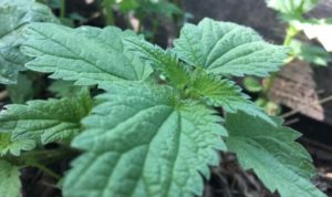 Comment préparer et utiliser la racine d'ortie ? - AloeVera-ginkgo.com