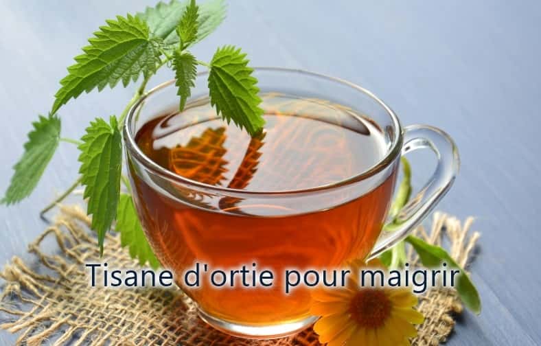 Tisane d’ortie pour maigrir: préparation, dosage et effets secondaires
