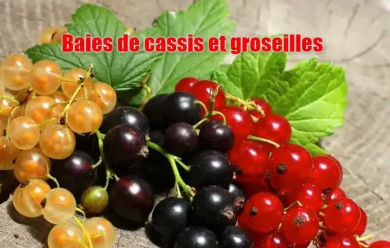Baies de cassis: vertus et recettes - AloeVera-ginkgo.com