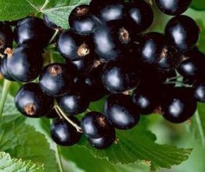 Variétés de cassissier en France et dans le monde