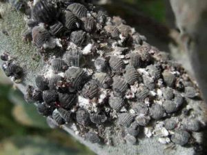 Maladies et parasites du persil [Tout savoir] - AloeVera-ginkgo.com